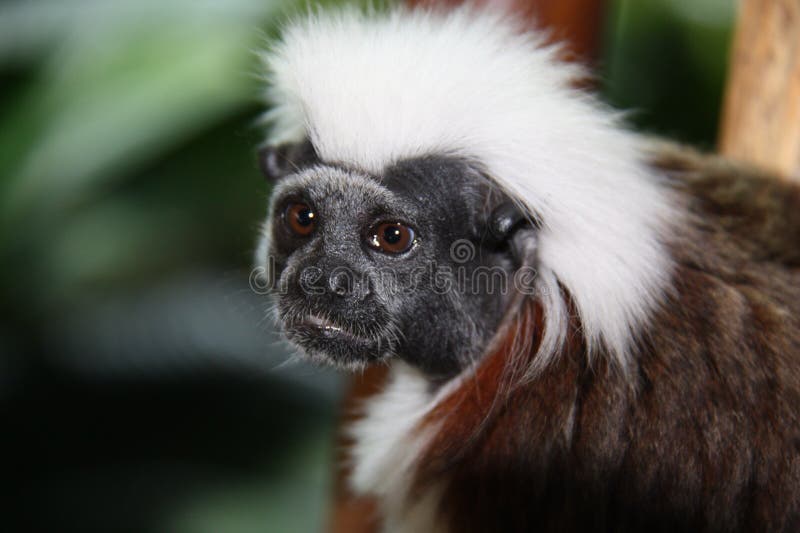 Monkey Hairstyle stock photo. Image of tired, rest, sleep - 2335400