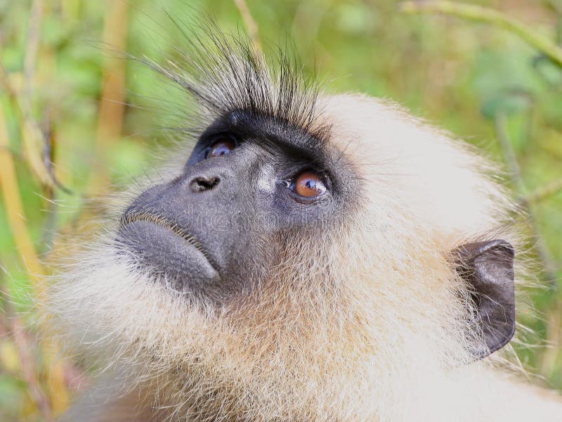 Monkey headshot stock photo. Image of natural, india - 34823208