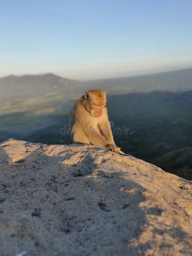 Monkey basking in the sun. stock image. Image of mammal - 243473771