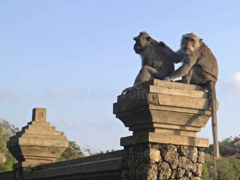 Monkey Help Each Other Scratching Stock Image - Image of back, wildlife ...