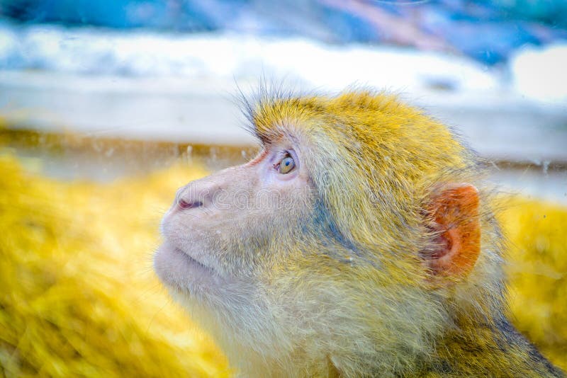 278 Rich Monkey Stock Photos - Free & Royalty-Free Stock Photos from ...