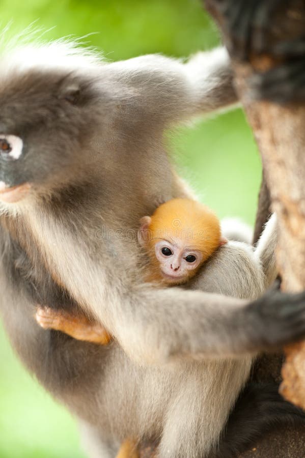 Monkey and her baby stock image. Image of motherhood - 24994853