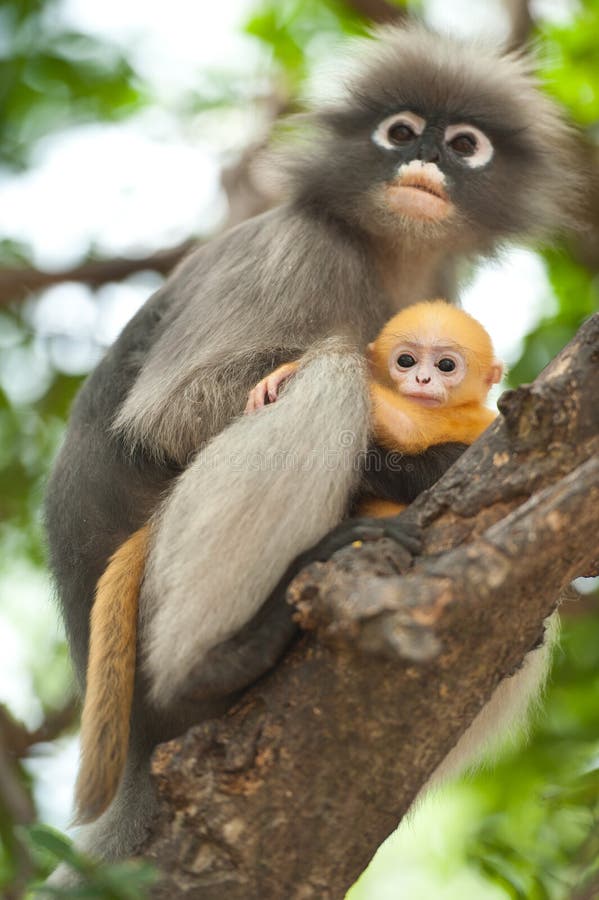 Cute Baby Gibbon