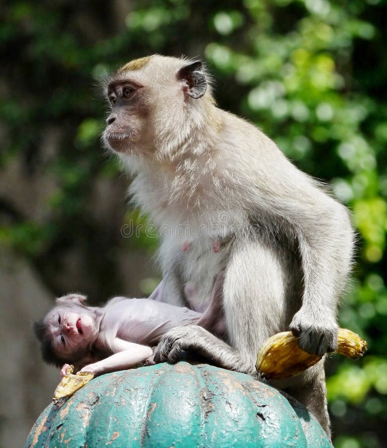 A Monkey and her Baby stock photo. Image of animal, nature - 28214610