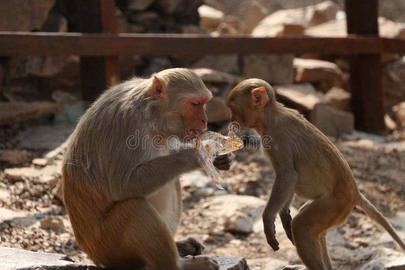 Plastic Garbage on a Dump Truck. Stock Image - Image of truckgarbage ...