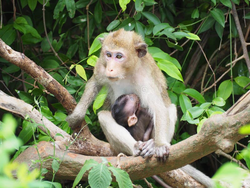 Monkey stock image. Image of herd, monkeys, forest, funny - 94220811