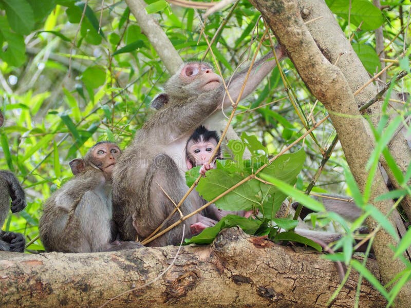 Monkey stock image. Image of herd, forest, signs, green - 94221025