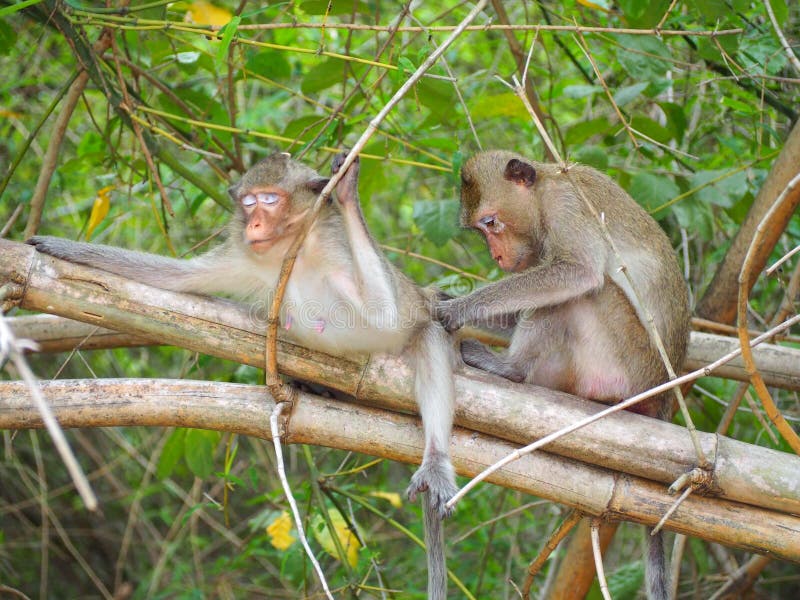 Monkey stock photo. Image of monkey, yong, group, green - 94221074