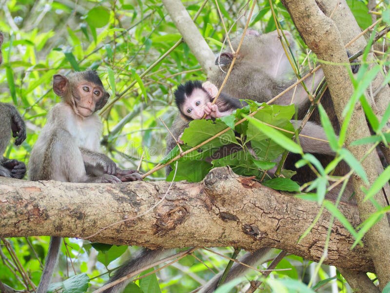 Monkey stock photo. Image of cute, thailand, monkey, forest - 94221112