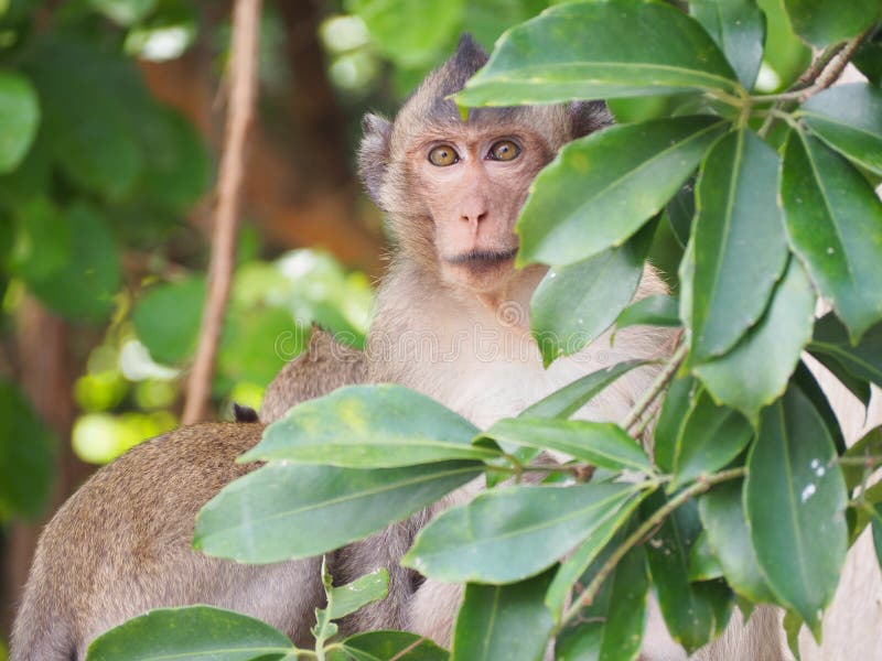 Monkey stock image. Image of thailand, zodiac, monkeys - 94221449