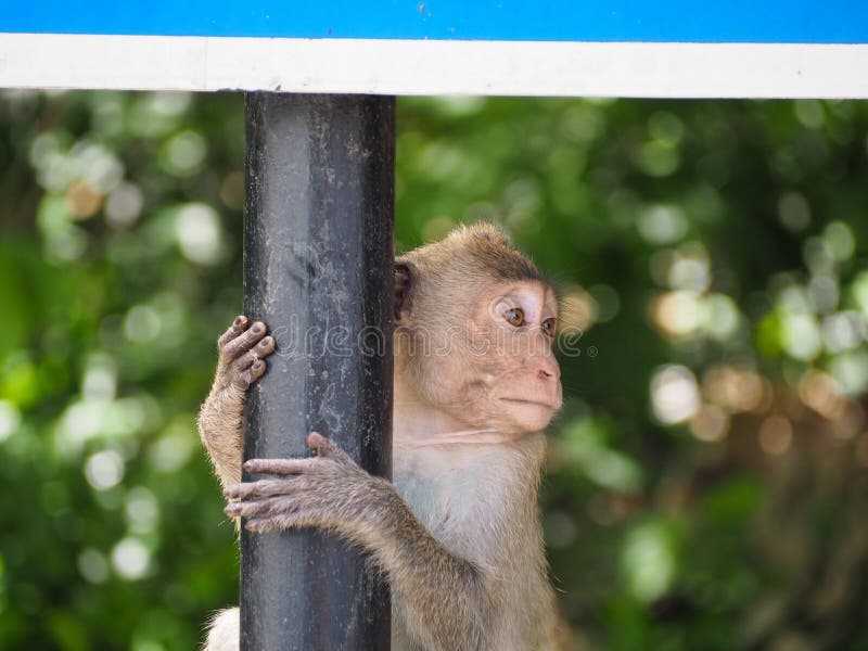 101 Monkeys Signs Stock Photos - Free & Royalty-Free Stock Photos from ...