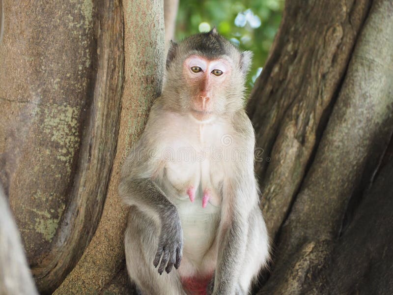 Monkey stock image. Image of green, herd, group, yong - 94221635