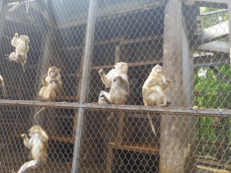 Monkey stock photo. Image of environment, protect, health - 145892758