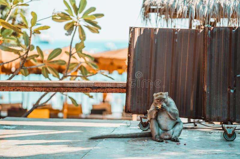 Fat Monkey Nibbling Fruit on a Public Beach Stock Image - Image of ...