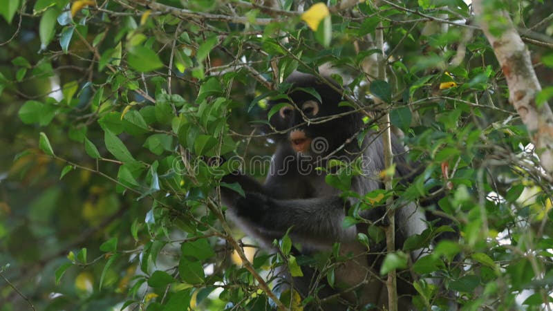Monkey Hidden in Leafy Jungle Canopy Stock Video - Video of dusky, wild ...
