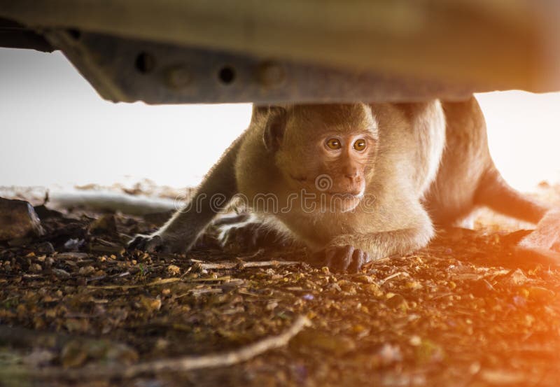 Scared monkey stock image. Image of primate, threat, expression - 15219941
