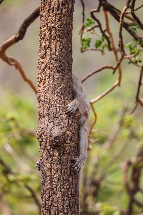 Monkey Hide. stock photo. Image of forest, summer, thailand - 93492338