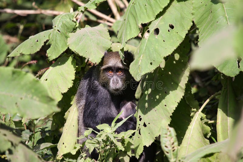 Monkey hiding place stock photo. Image of hide, wildlife - 153477118