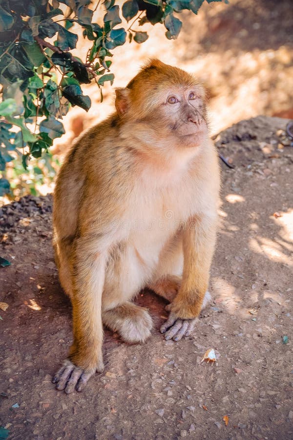 Monkey Hiding Under a Tree Branch Stock Photo - Image of animal ...