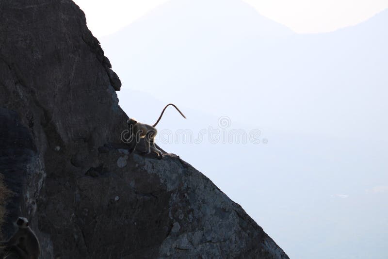 Monkey hiking on mountains stock image. Image of hiking - 225634065
