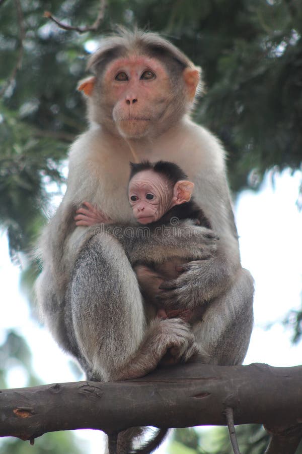 Monkey with His Baby Monkey Sitting in Tree Branch Stock Photo - Image ...