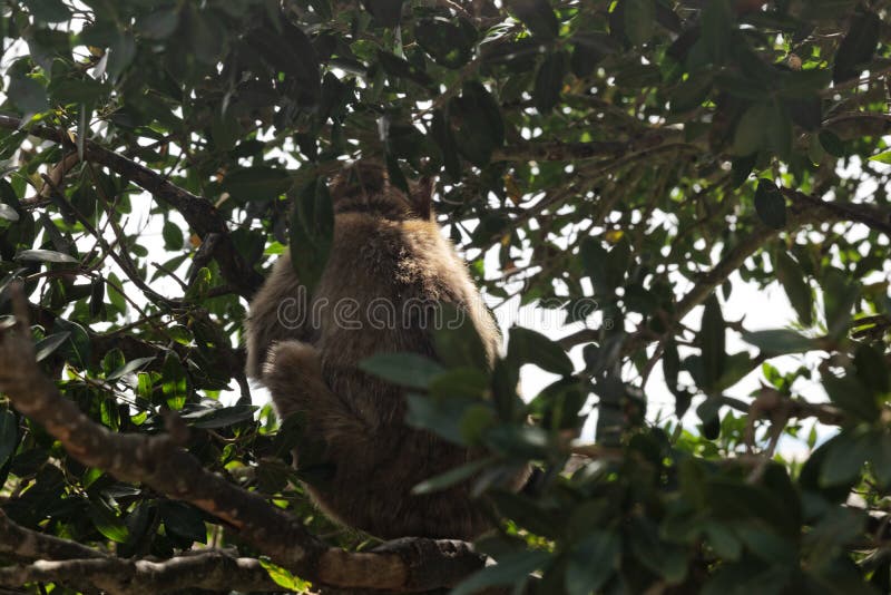Monkey on His Back on Tree Top in the Middle of Vegetation Stock Photo ...