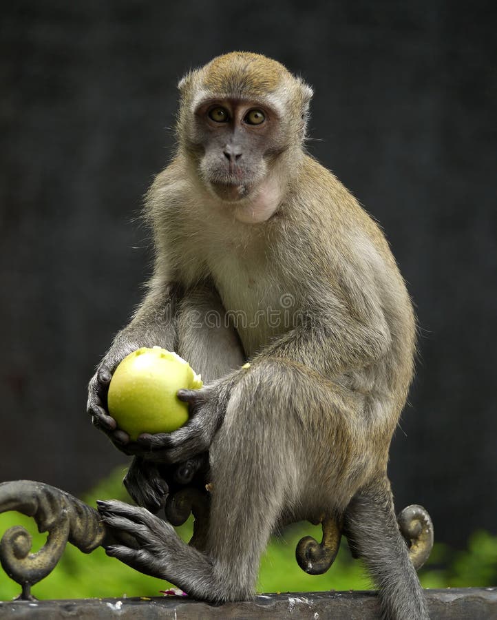 Monkey Holding an Apple stock photo. Image of flora, predator - 31028442
