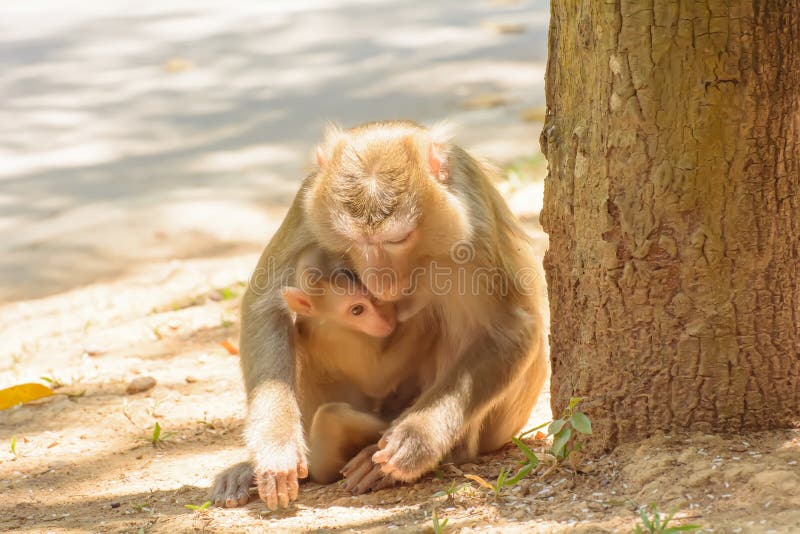 Monkey Holding the Baby Monkey Eat Rice Seeds Stock Photo - Image of ...