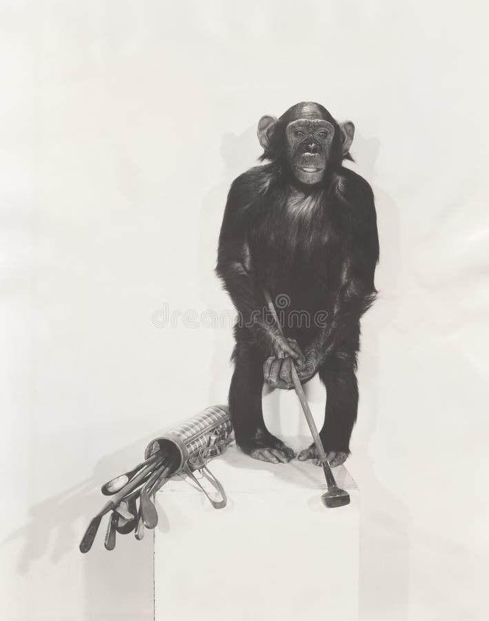 Monkey holding a golf club stock image. Image of happy - 77560267