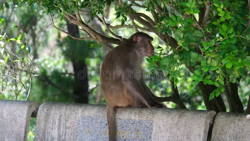 Monkey Holding Grass Picture of a Long-tailed Monkey Holding Glasses ...
