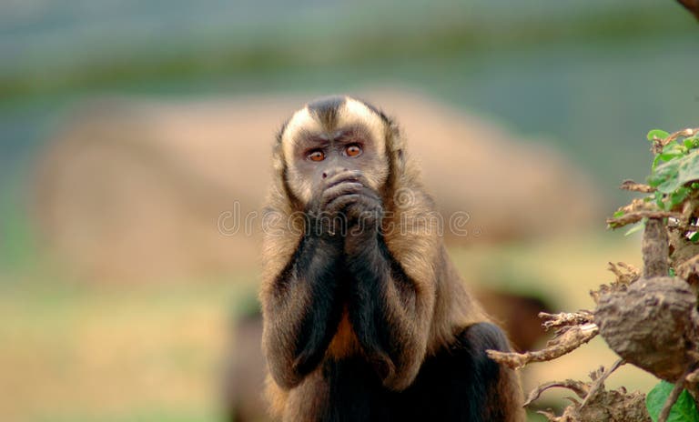 Monkey Holding Hands stock image. Image of closeup, monkey - 2905999