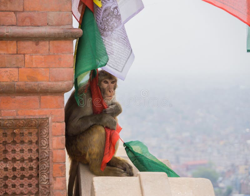 Monkey Holding a Prayer Flag Stock Image - Image of landscape ...
