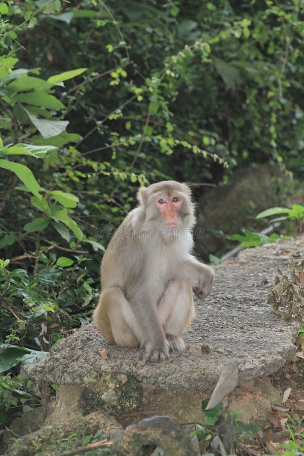 A Monkey in Hong Kong. Monkey in Country Park in Hong Kong Stock Photo ...