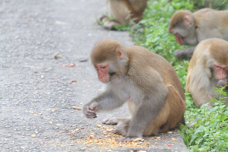 A Monkey in Hong Kong. Monkey in Country Park in Hong Kong Stock Image ...