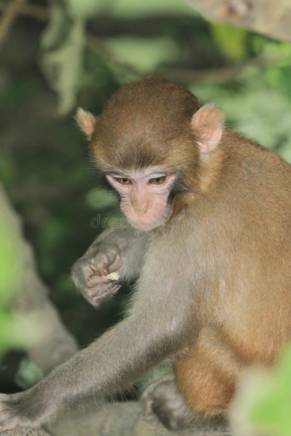 A Monkey in Hong Kong. Monkey in Country Park in Hong Kong Stock Image ...