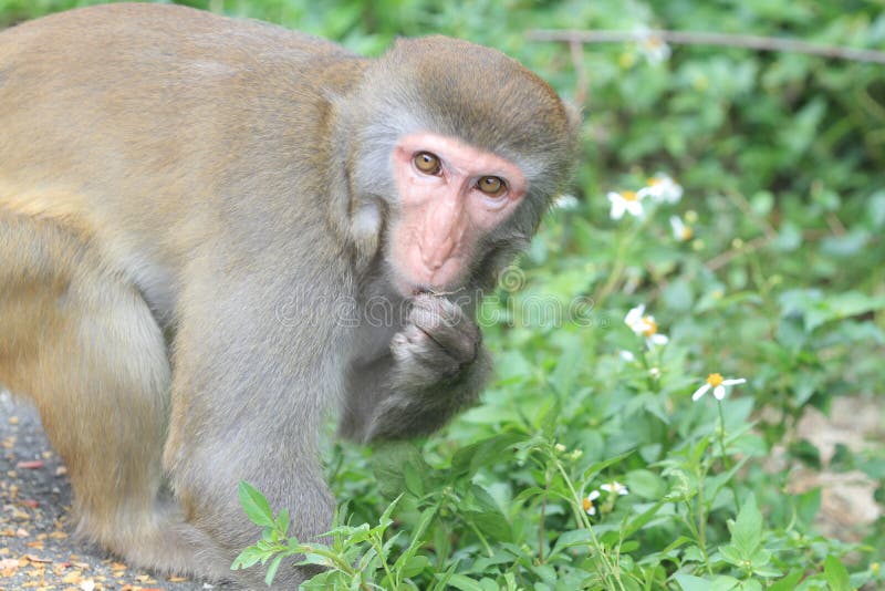 A Monkey in Hong Kong. Monkey in Country Park in Hong Kong Stock Image ...