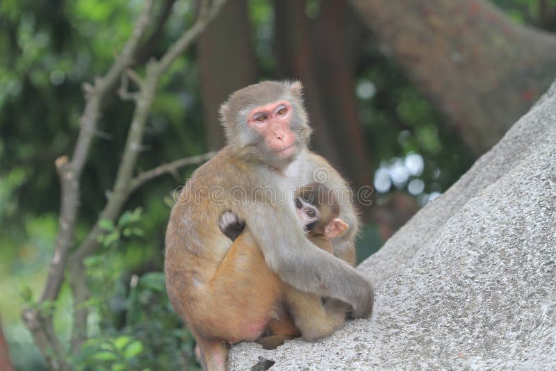 A Monkey in Hong Kong. Monkey in Country Park in Hong Kong Stock Image ...