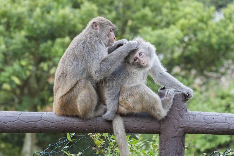 Monkey in Hong Kong stock photo. Image of forest, couple - 74221430