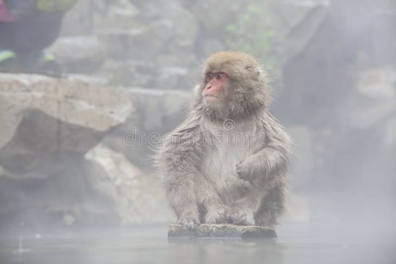 Monkey with Hot Spring in the Winter, Japan Stock Photo - Image of bath ...