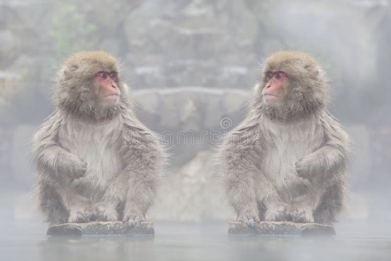 Monkey with Hot Spring in the Winter, Japan Stock Photo - Image of cold ...