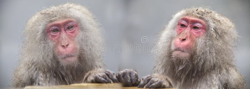 Monkey with Hot Spring in the Winter, Japan Stock Image - Image of ...