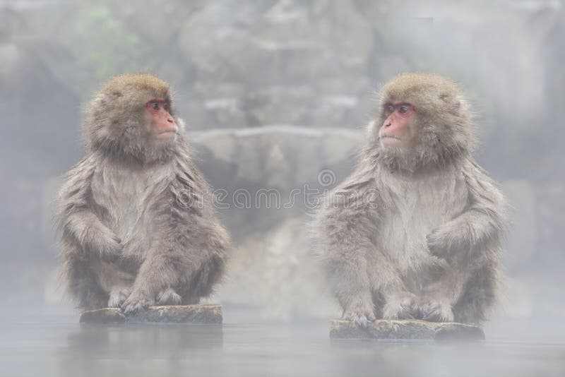 Monkey with Hot Spring in the Winter, Japan Stock Photo - Image of ...