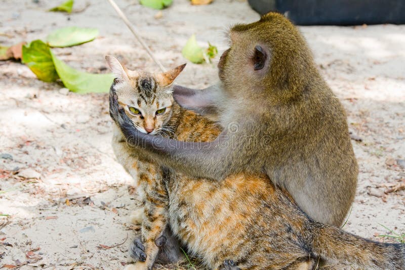 Monkey hugging cat stock photo. Image of love, mammal - 18476736