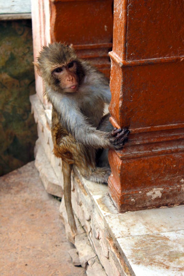 Monkey Hugging with a Pillar Stock Image - Image of nature, animal ...