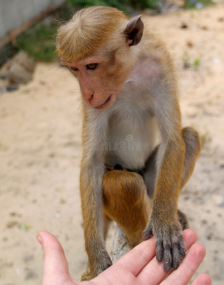670 Monkey Holding Hands Stock Photos - Free & Royalty-Free Stock ...
