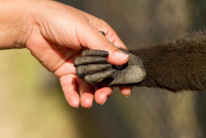 Handshake between Human Hand and Monkey Hand Stock Image - Image of ...