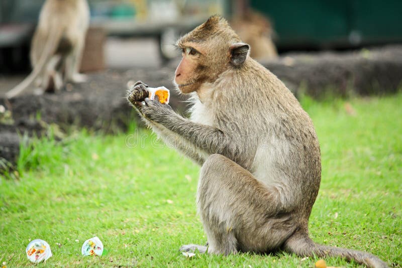 Monkey stock photo. Image of candy, vagabond, confection - 34162718