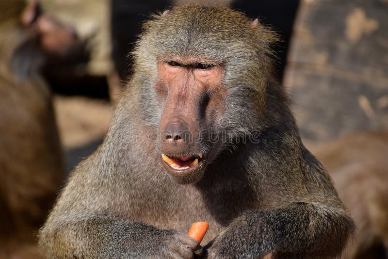 Baboon monkey hunters stock photo. Image of baboons - 175105034