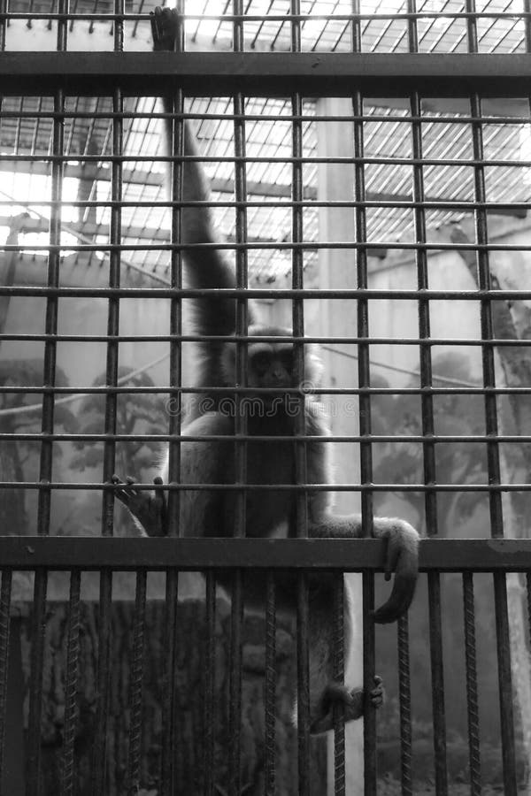 Monkey Imprisoned in Animal Park Stock Photo - Image of park ...