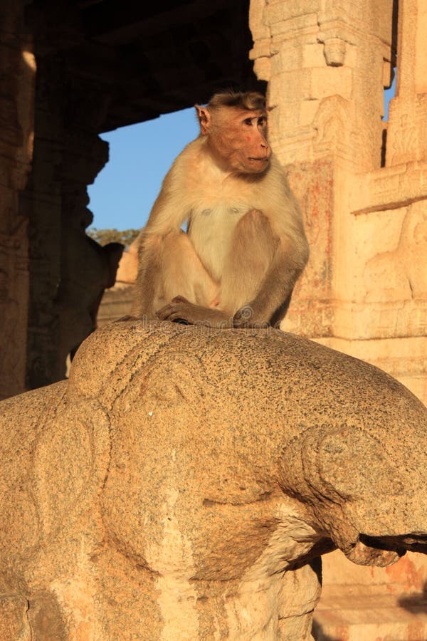 Monkey in India. stock image. Image of hinduism, exterior - 34257101